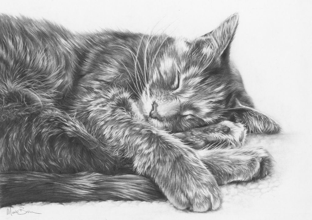 Tabby Cat - Marie Brown Fine Art
