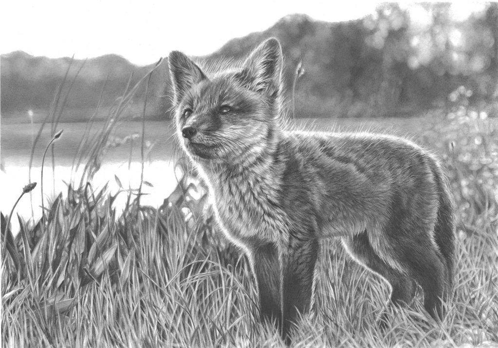 Little Fox - Marie Brown Fine Art