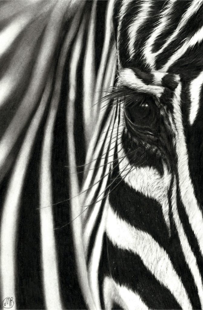 'A Closer Look' Zebra Print - Marie Brown Fine Art