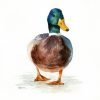 'Doris' Duck - Marie Brown Fine Art