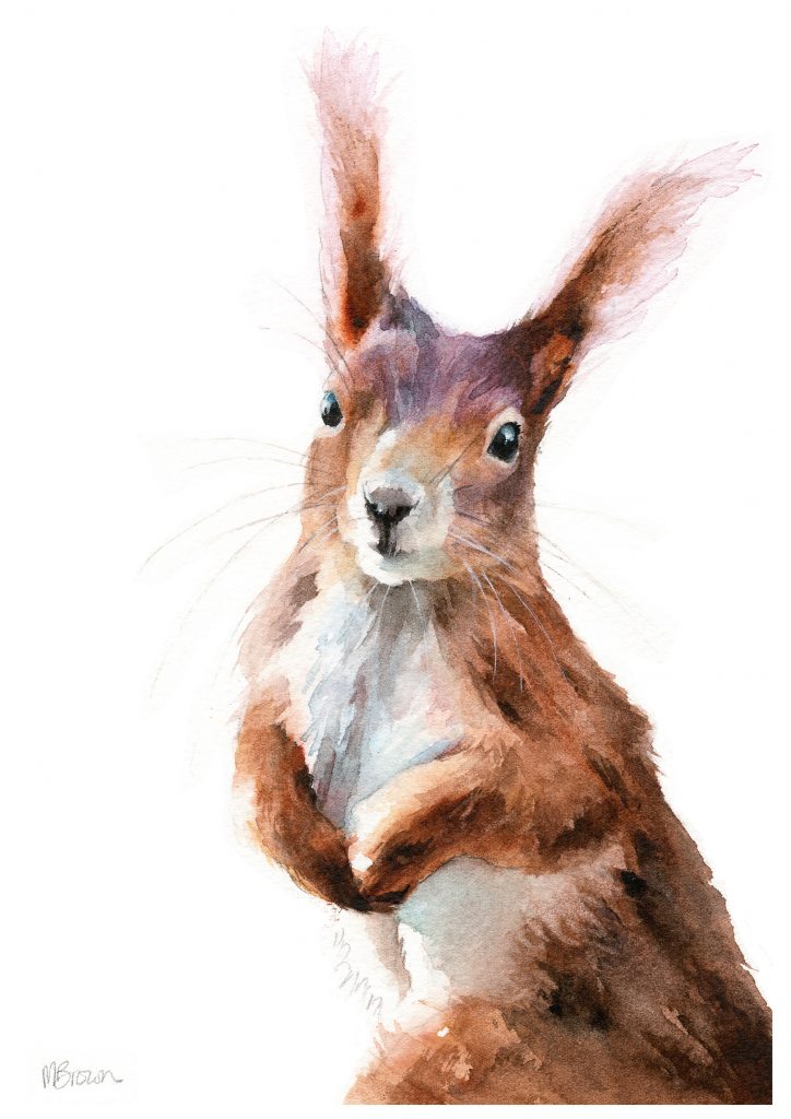 'Ruby' Red Squirrel - Marie Brown Fine Art