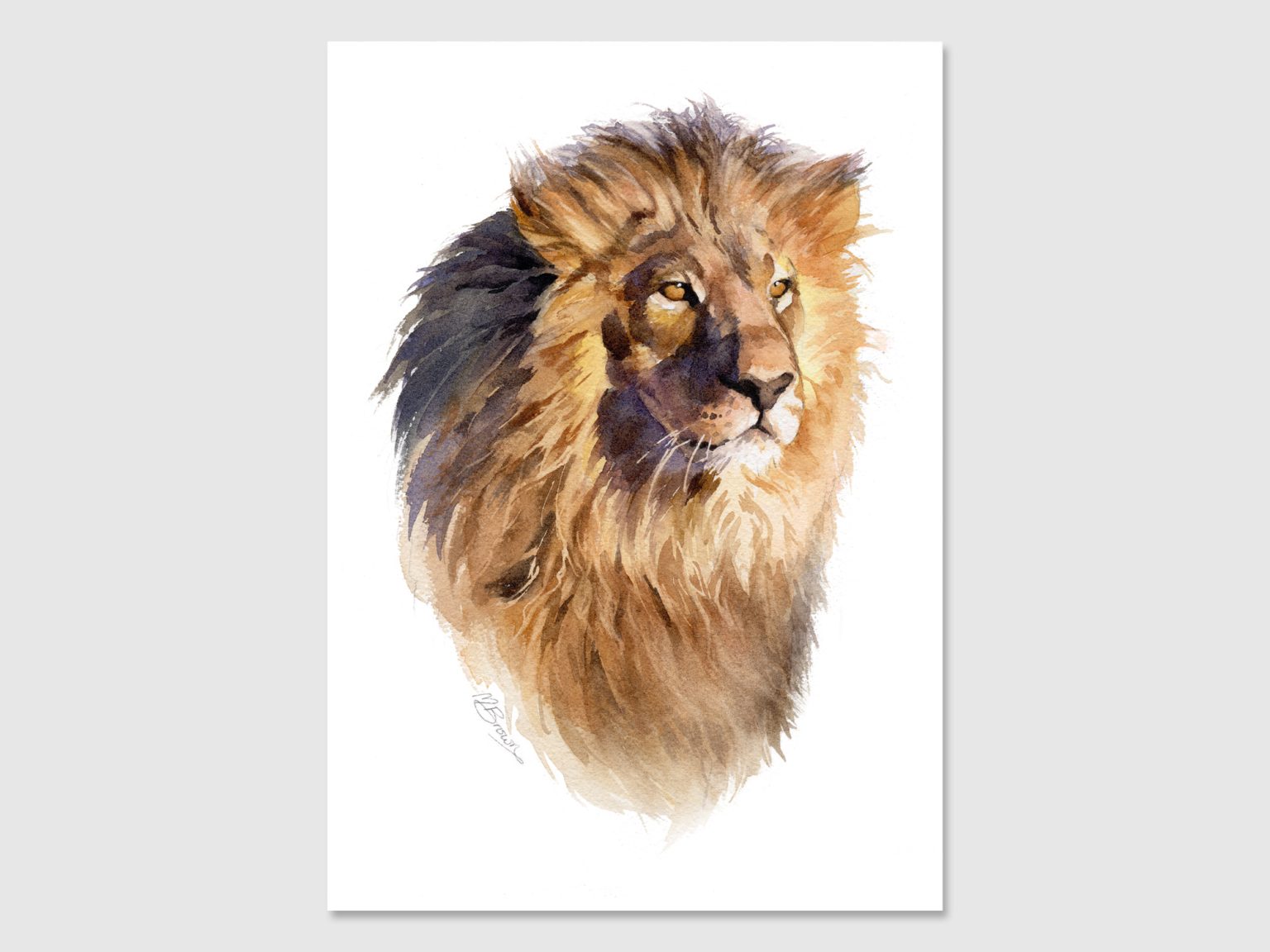 Lion watercolour painting - Marie Brown Fine Art
