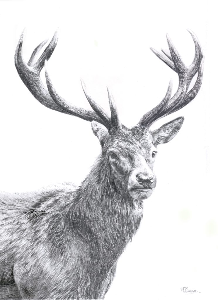 Highland Stag Print - Marie Brown Fine Art
